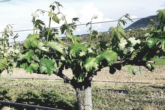 Troodos Mountains Grape Escape: All Inclusive Food & Wine Tour - FAQ