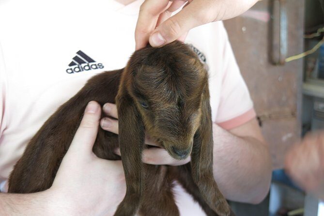 Troodos Mountains Halloumi Making: All Inclusive Workshop & Tour - A Comprehensive Look at the Troodos Mountains Cheese & Village Tour