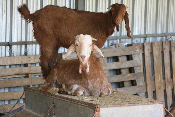 Troodos Mountains Halloumi Making: All Inclusive Workshop & Tour - A Deep Dive into the Troodos Mountains Halloumi Tour