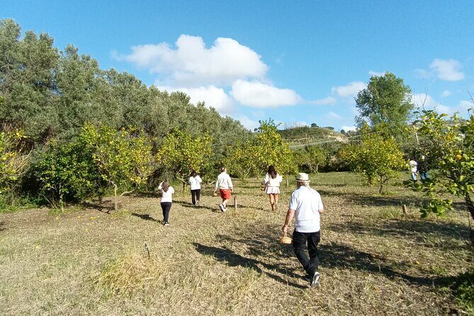 Tropea Lemon Experience - Key Points