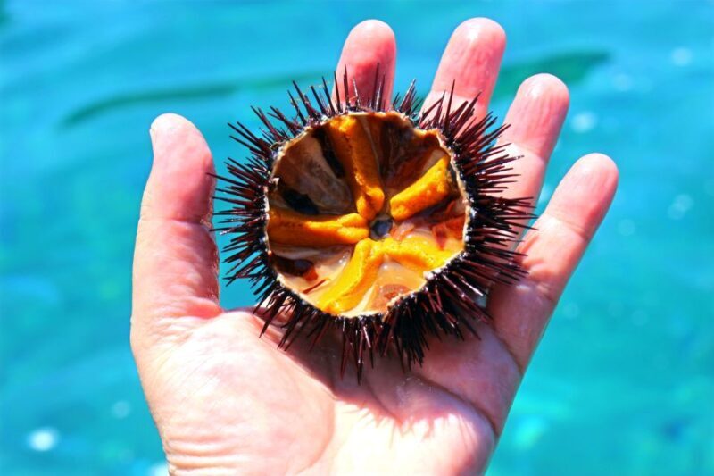 Tropea: Scoglio delle Sirene Snorkeling Cruise with Aperitif - Who Should Consider This Tour?