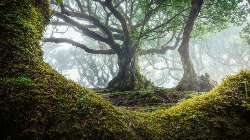 Tropical Tide, Porto Moniz & Fanal Forest 4WD Jeep Tour - An In-Depth Look at the Madeira 4WD Jeep Adventure