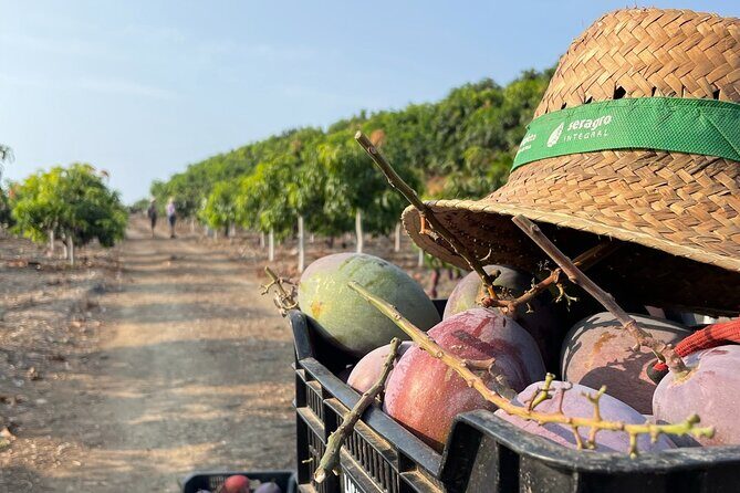 Tropical Tour: Avocado & Mango Farm - Small group and tasting - Key Points