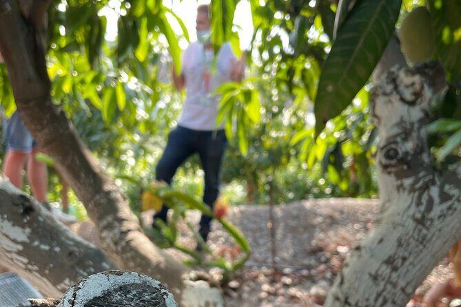 Tropical Tour: Avocado & Mango Farm - Small group and tasting - What Sets This Tour Apart?