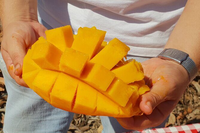 Tropical Tour: Avocado & Mango Farm - Small group and tasting - Who Will Love This Tour?