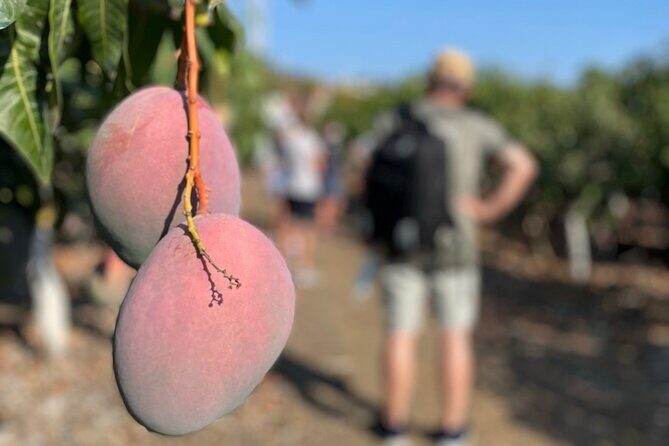 Tropical Tour: Avocado & Mango Farm - Small group and tasting - FAQ