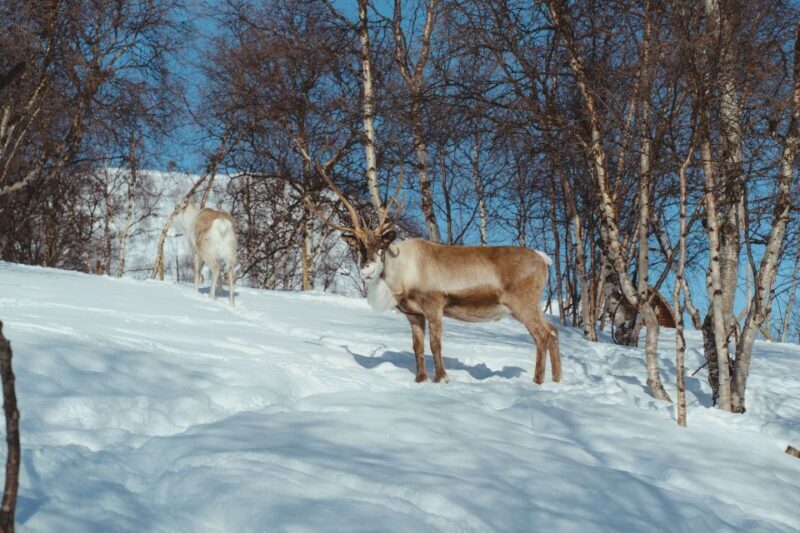 True Locals of the Arctic: Reindeer Sledding at Camp Tamok - Key Points