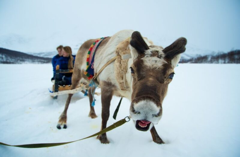 True Locals of the Arctic: Reindeer Sledding at Camp Tamok - A Deep Dive into the Experience