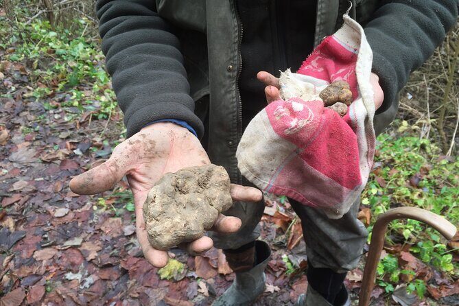 Truffle hunt and Barolo wine tasting - Key Points