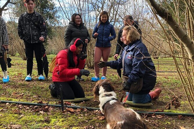 Truffle Hunt and Truffle Pizza Experience in Red Hill - Key Points