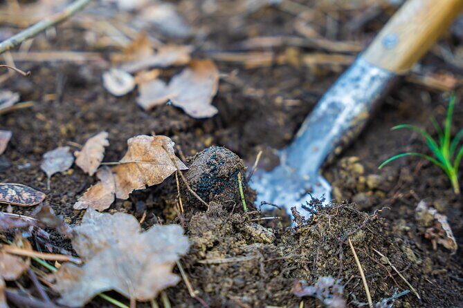 Truffle Hunting and 3-course Truffle Brunch in Motovun - Key Points