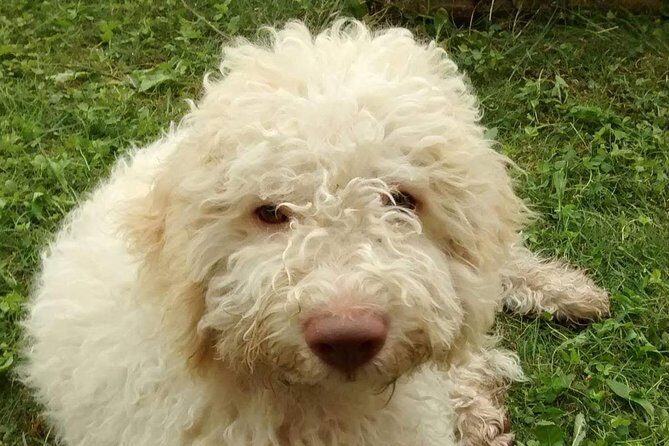 Truffle hunting and lunch experience in a restaurant - Introduction: What to Expect from Verona’s Truffle Hunt