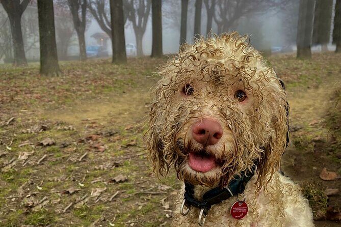 Truffle Hunting and Lunch in Piedmont Trattoria - An In-Depth Look at the Truffle Hunting Tour