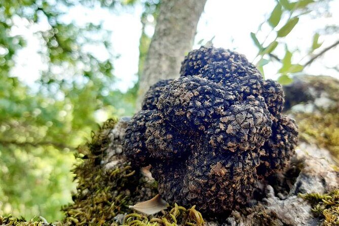 Truffle Hunting Experience in Assisi - A Close Look at the Truffle Hunting Tour in Assisi