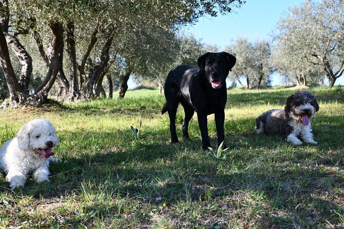 Truffle Hunting Experience Siena Tartufi - An Honest Look at the Experience