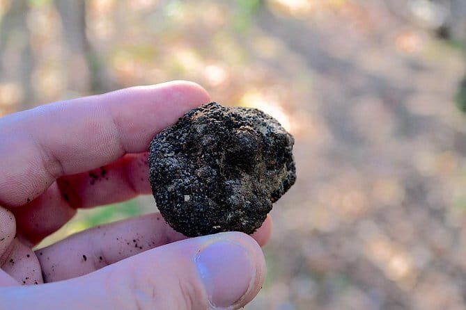 Truffle Hunting Experience with Lunch in San Miniato - The Experience Breakdown: Everything You Need to Know  