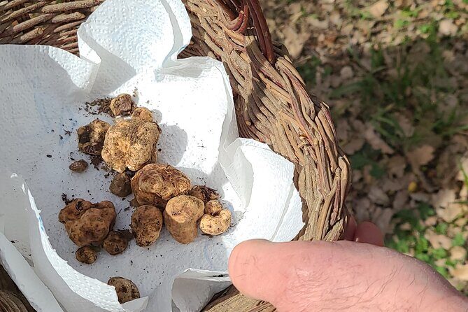 Truffle Hunting in Chianti, pasta class and lunch - Exploring Truffle Hunting in Chianti, Pasta Class, and Lunch: A Complete Guide