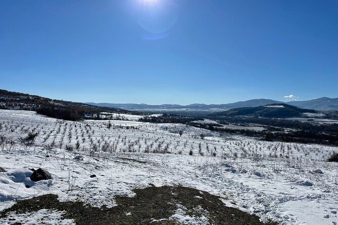Truffle Hunting in Kyustendil - An In-Depth Look at the Truffle Hunting Tour