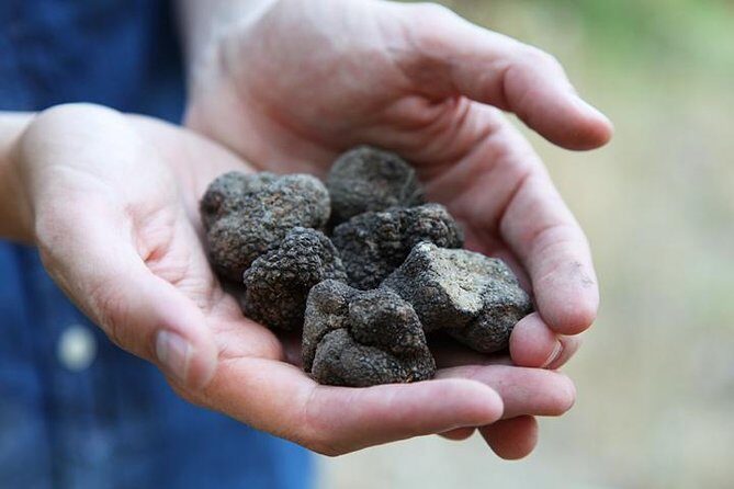 Truffle Hunting in Provence - Key Points 