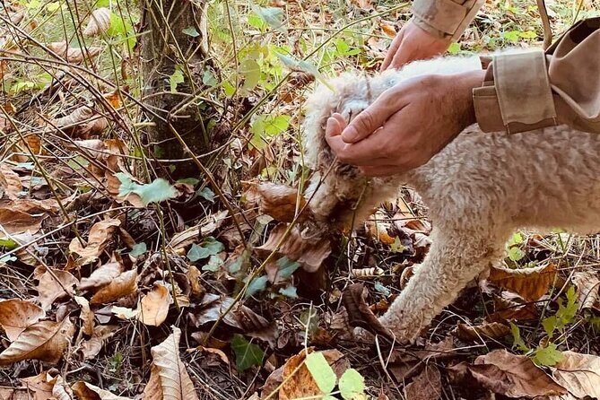 Truffle Hunting in San Miniato in Tuscany with Tasting - FAQs
