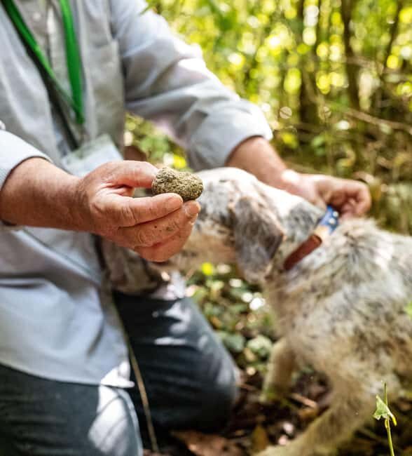 Truffle hunting in the Langhe - Find truffles with a real truffle hunter - Who Should Consider This Tour?