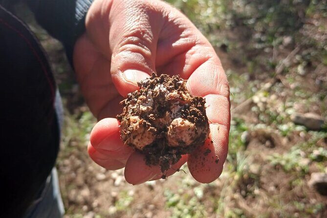 Truffle hunting in the Sicani mountains: a unique experience in Sicily - Key Points
