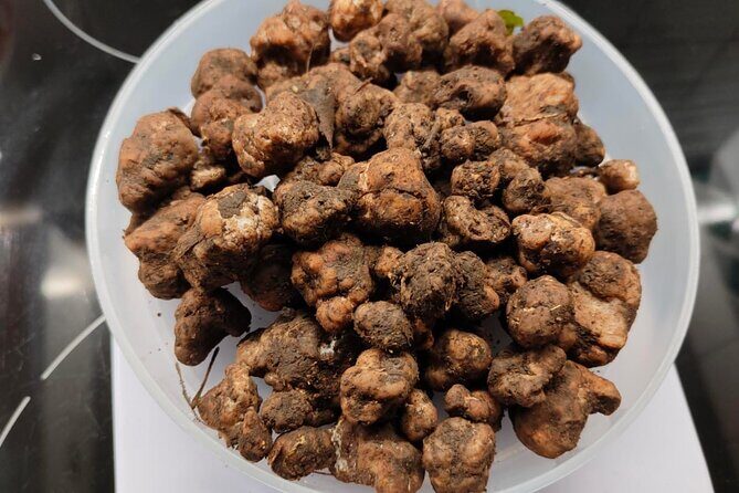 Truffle hunting in the Sicani mountains: a unique experience in Sicily - The Real Value of This Experience