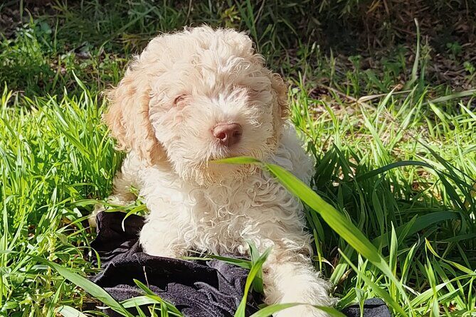 Truffle hunting in the Sicani mountains: a unique experience in Sicily - Final Thoughts