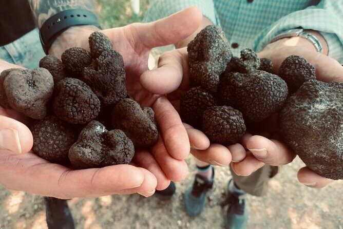 Truffle Hunting in Tuscany - The Ending and Potential Disappointments