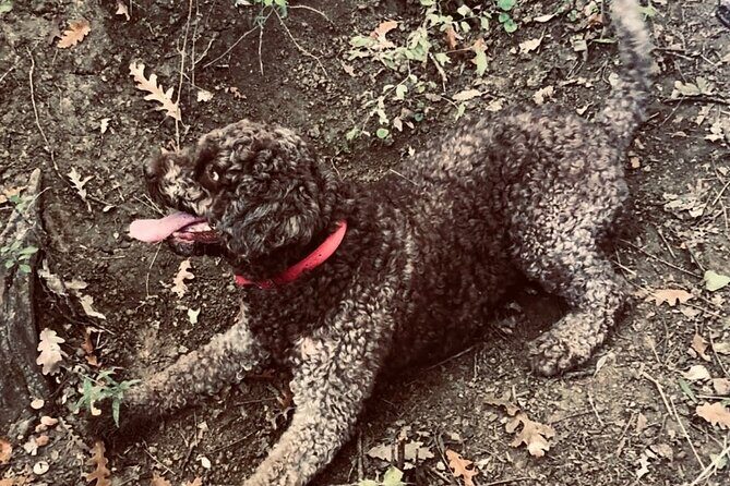 Truffle Hunting in Tuscany - Who Will Love This Tour?