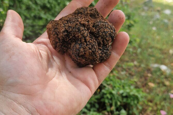 Truffle Hunting in Velebit with Gastronomic Experience - FAQs