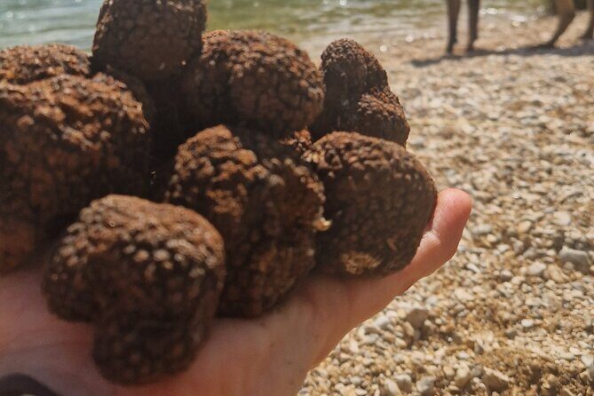 Truffle Hunting in Velebit with Gastronomic Experience - Final Thoughts