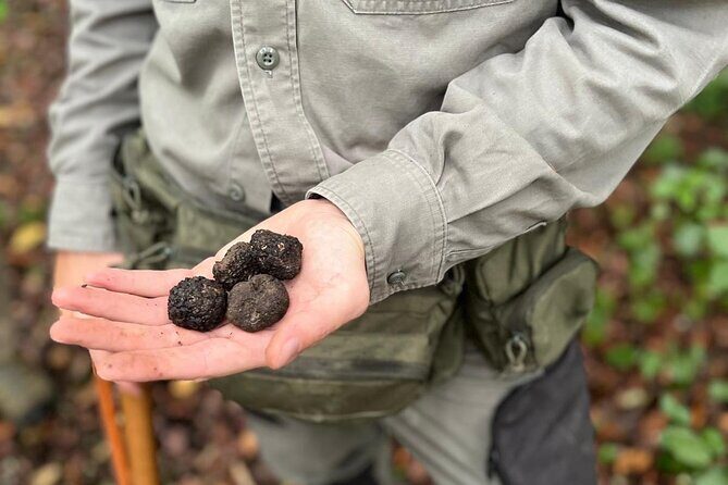 Truffle Hunting, Lunch & Cooking Class in Rome's Countryside - The Experience in Detail