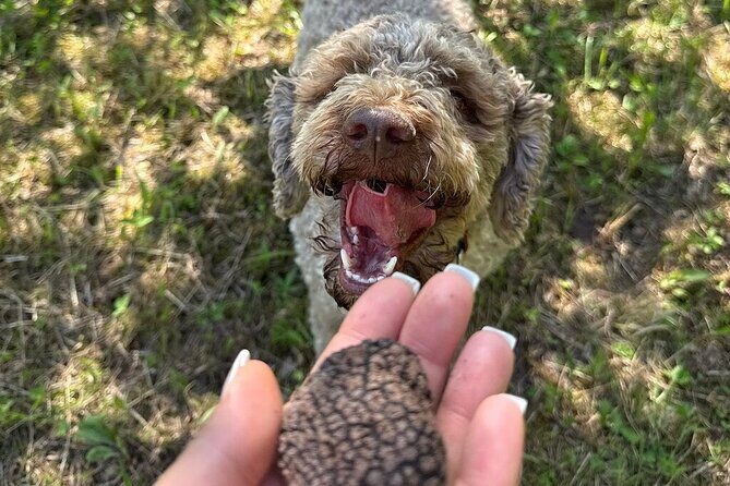 Truffle Hunting & Lunch halfway from Parma to Cinque Terre - The Sum Up