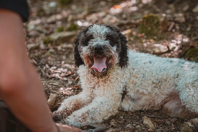 Truffle Hunting Tuscany Siena - Key Points