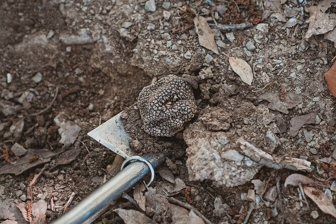 Truffle Hunting Tuscany Siena - The Authenticity and Value of the Experience
