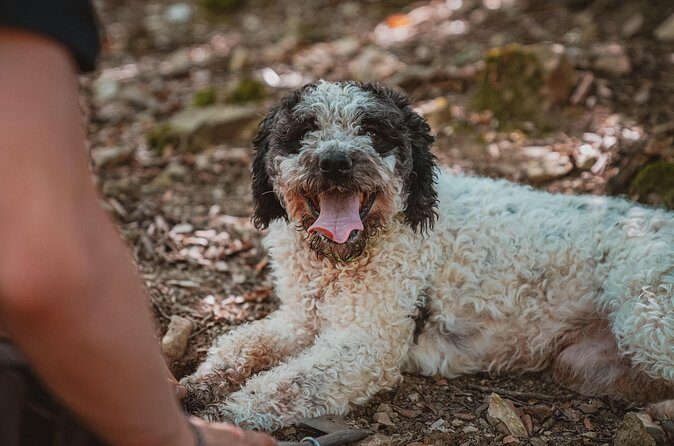 Truffle Hunting Tuscany Siena - FAQ