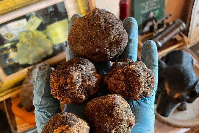 Truffle Hunting with Food tasting - The Sum Up: Who Should Consider This Tour?