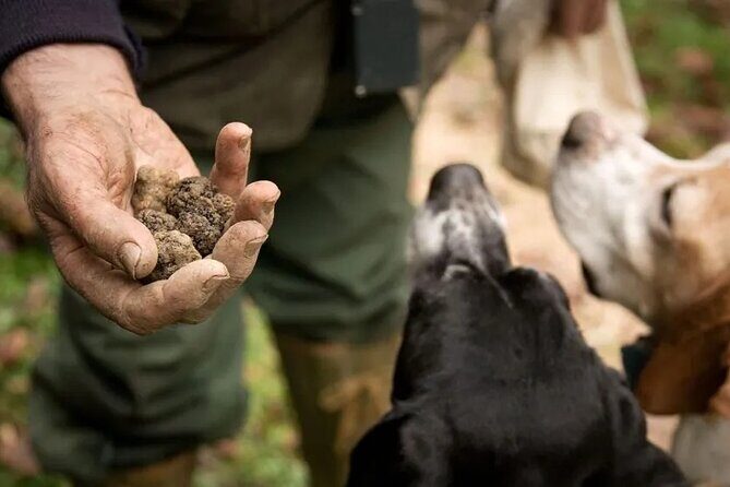 Truffle hunting with tasting in the woods - Key Points