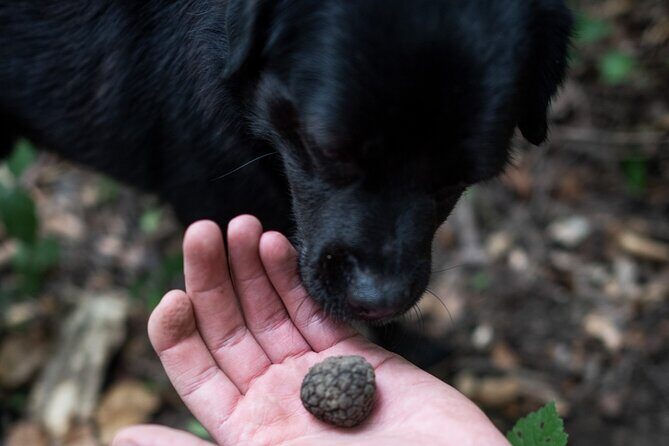 Truffle Hunting with Three Course Meal by Local Family - Logistics and Practicalities