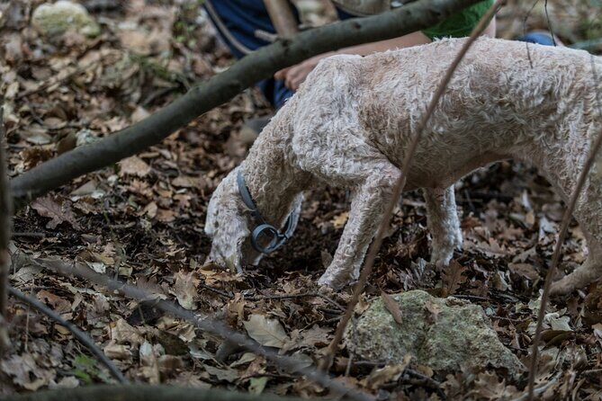 Truffle Lunch & Hunting Experience in San Gimignano - Practical Details and Experience Value