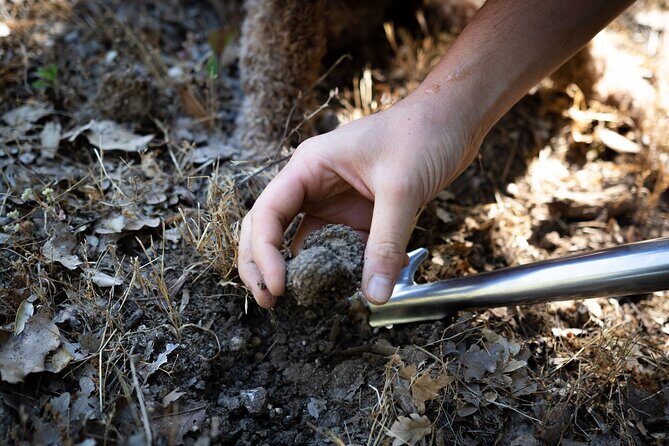 Truffle Lunch & Hunting Experience in San Gimignano - Who Will Love This Tour?