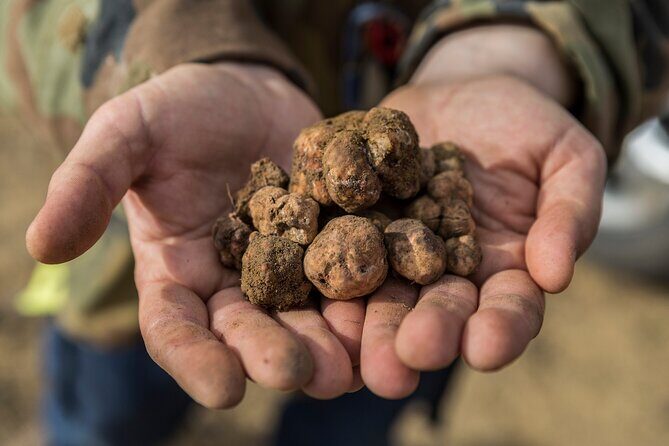 Truffle Lunch & Hunting Experience in San Gimignano - Final Thoughts