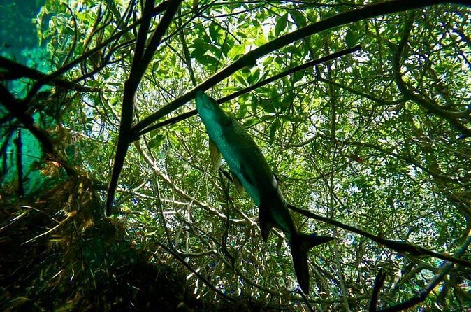 Try dive in beautiful Casa cenote for 2 people - Final Verdict: A Scenic, Safe, and Memorable Introduction to Cenote Diving