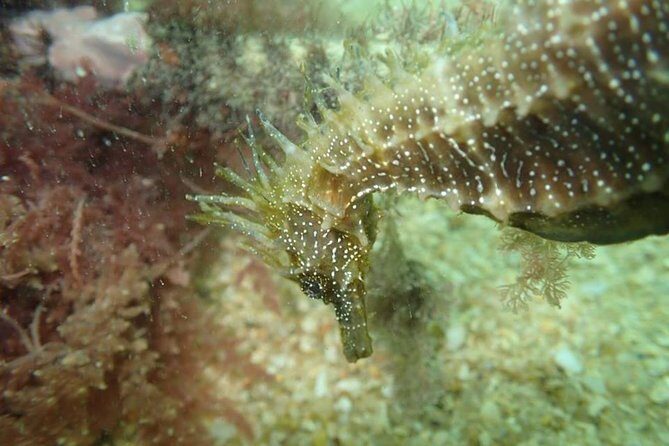 Try Dive Marine Reserve, Arrábida, Setúbal, Sesimbra, near Lisbon - An In-Depth Look at the Experience