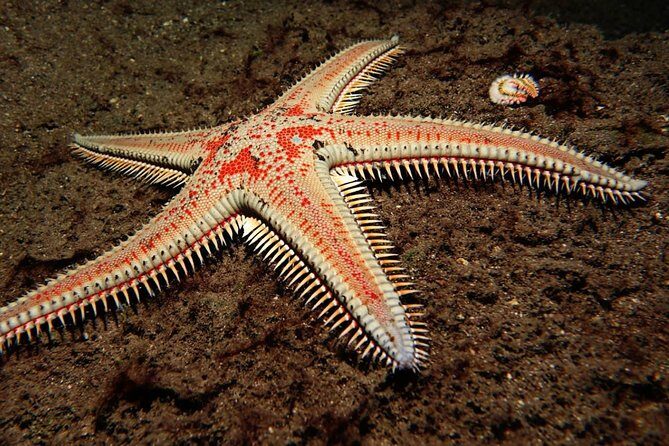 Try Dive - PADI Discover Scuba Diving in Tenerife - Who Should Consider This Experience?