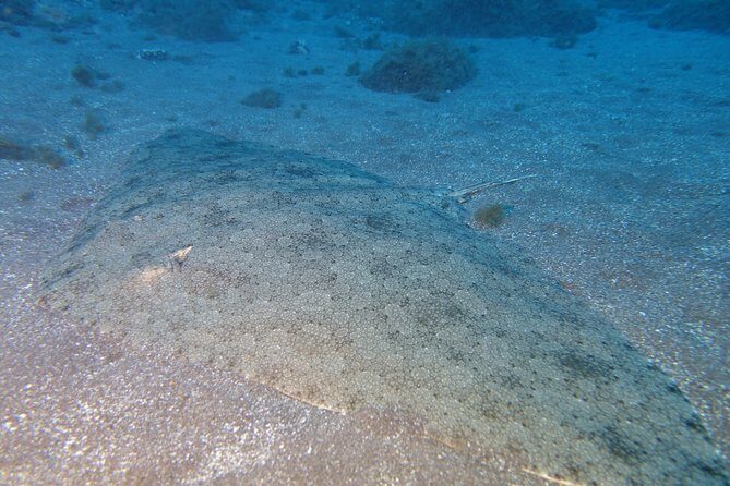 Try Dive - PADI Discover Scuba Diving in Tenerife - The Sum Up