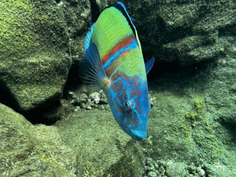 Try diving for the first time in turtle area - Exploring Tenerife’s Turtle Area: A Beginner’s Dream