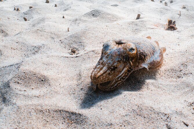 Try Scuba Diving | 1 dive - Introduction