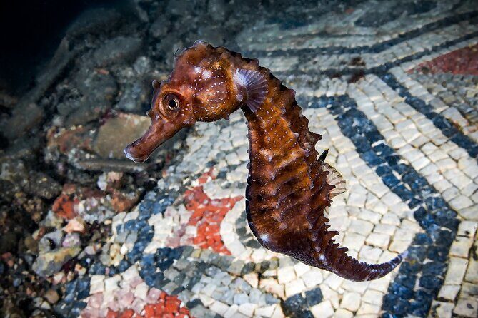 Try Scuba Diving and Underwater Roman Ruins in Baia from Naples - Key Points